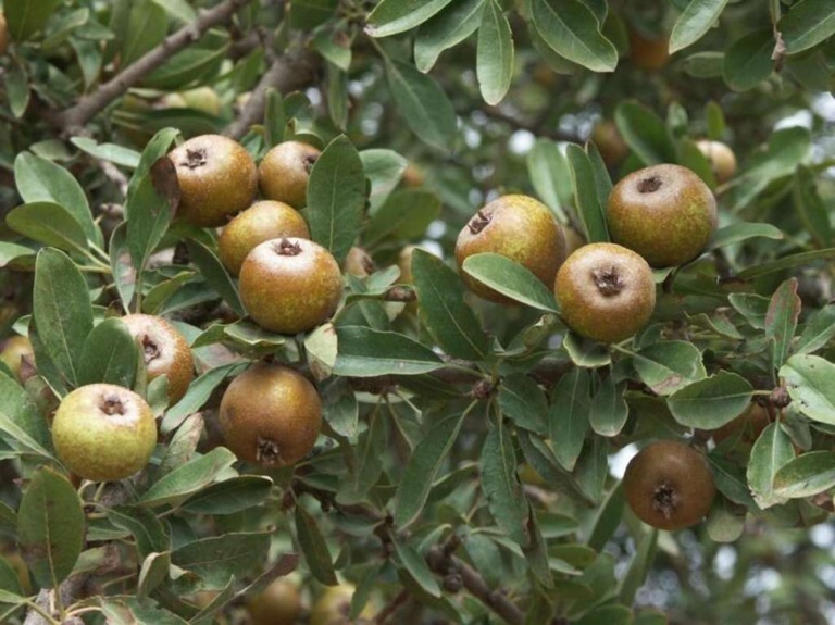 Το ξεχασμένο δέντρο με τις θαυματουργές ιδιότητες που μεγάλωσε γενιές ...