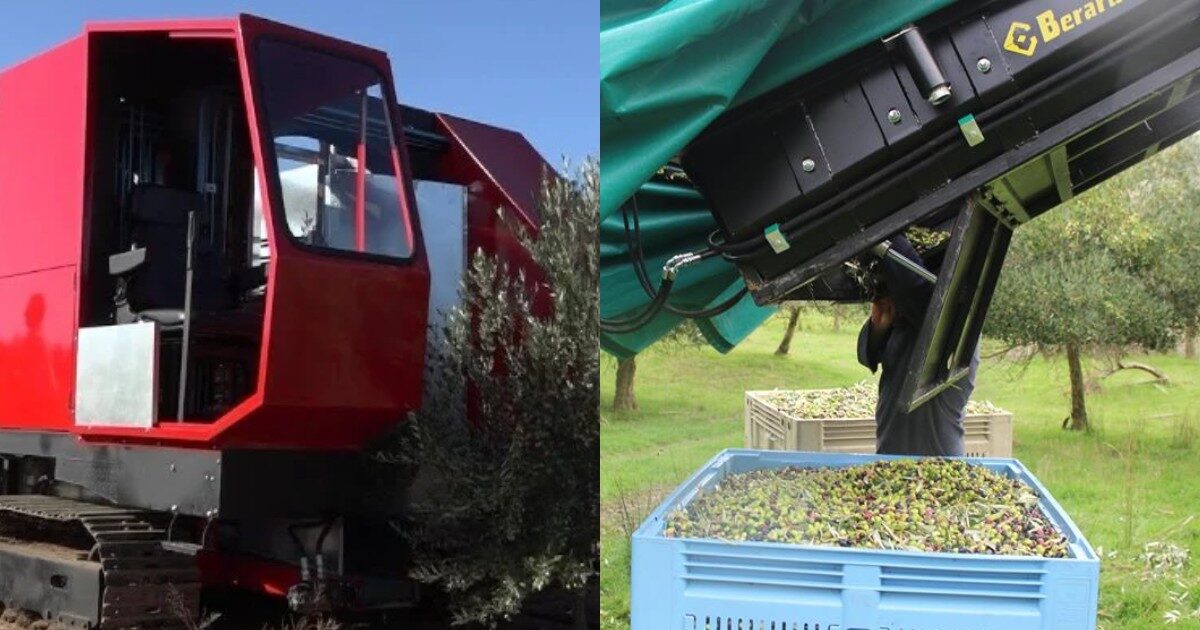 Αγρότης από την Κρήτη έφτιαξε μόνος του μηχάνημα για τις ελιές και ...