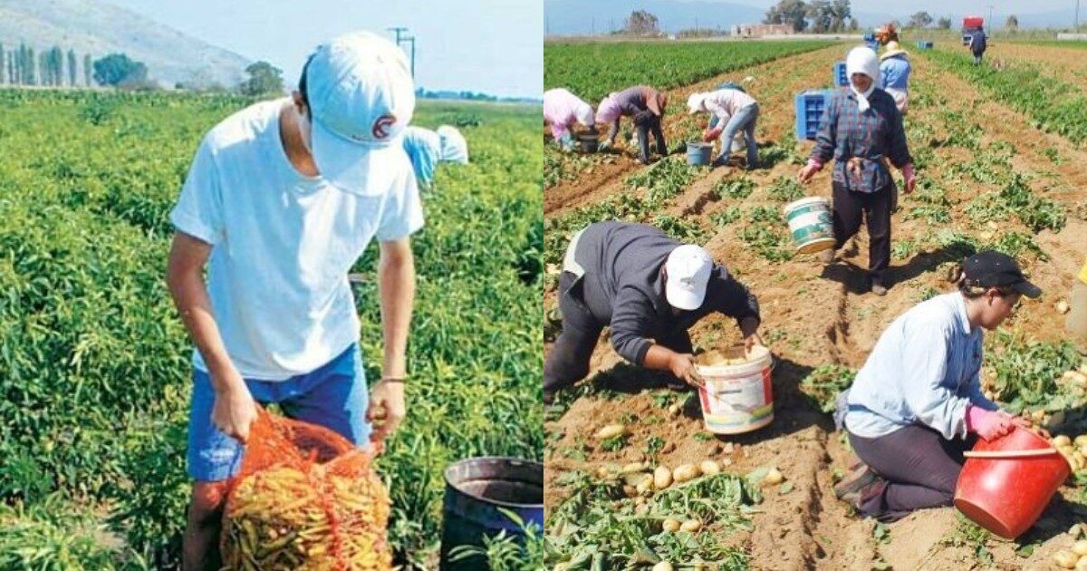Τα ελληνόπουλα μπορούνε να πάνε να δουλέψουν στα χωράφια. Δεν είναι ...
