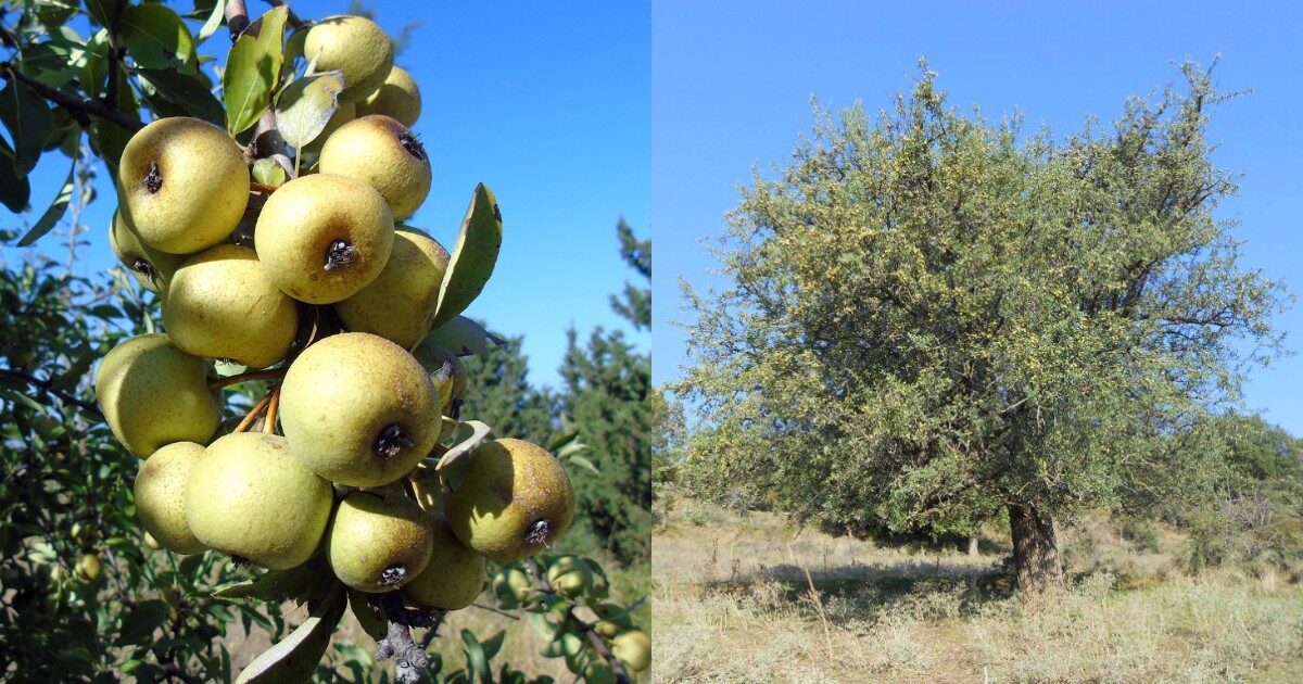 Το ξεχασμένο δέντρο με τις θαυματουργές ιδιότητες που μεγάλωσε γενιές ...