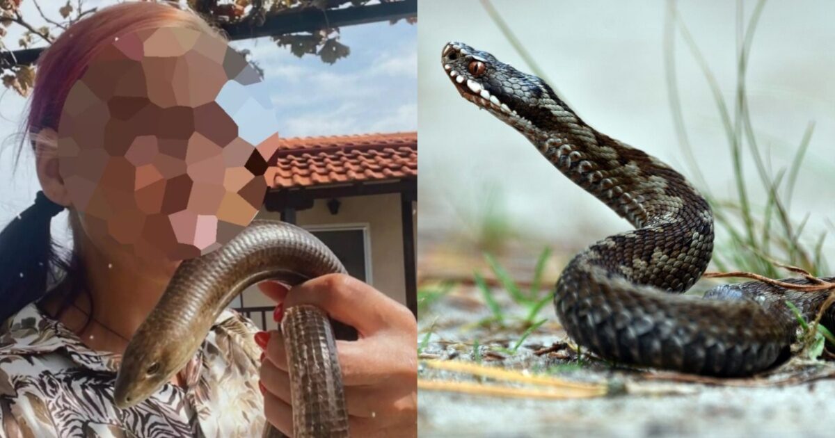 Μάχη για τη ζωή δίνει η 43χρονη που δαγκώθηκε από φίδι σε σχολείο: Το ...