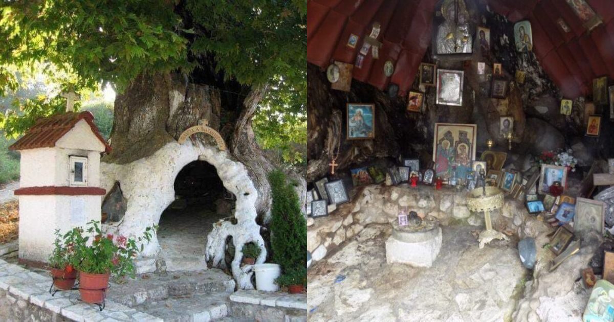 Μαγεύει και συγκινεί: Πλάτανος που άντεξε πόλεμο και πυρκαγιά ...