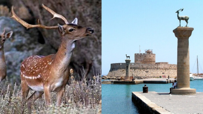 Το πανέμορφο Πλατόνι της Ρόδου: Το ελάφι σύμβολο του νησιού που είναι ...