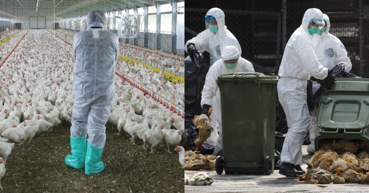 Γρίπη των πτηνών: Ευρωπαϊκή υπηρεσία προειδοποιεί για κίνδυνο πανδημίας ...