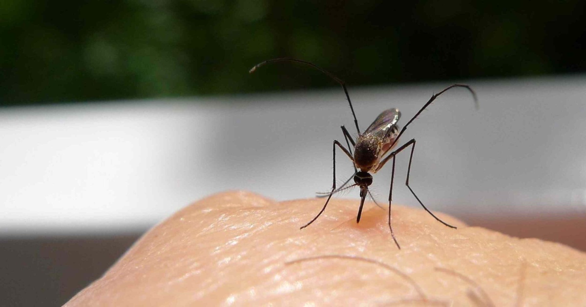 Κουνούπια: Μυστικά για τα διώξετε | iPliroforia.gr