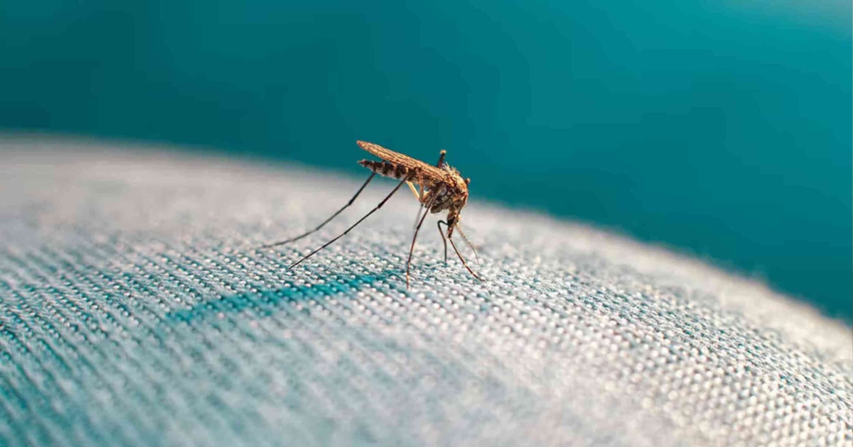 Κουνούπια: Τρόποι για να τα διώξετε | iPliroforia.gr